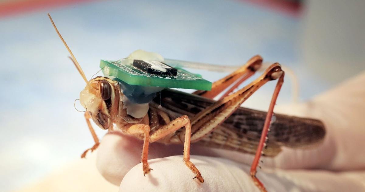 Bomb-Sniffing Cyborg Locusts Can Now Successfully Detect Explosives ...
