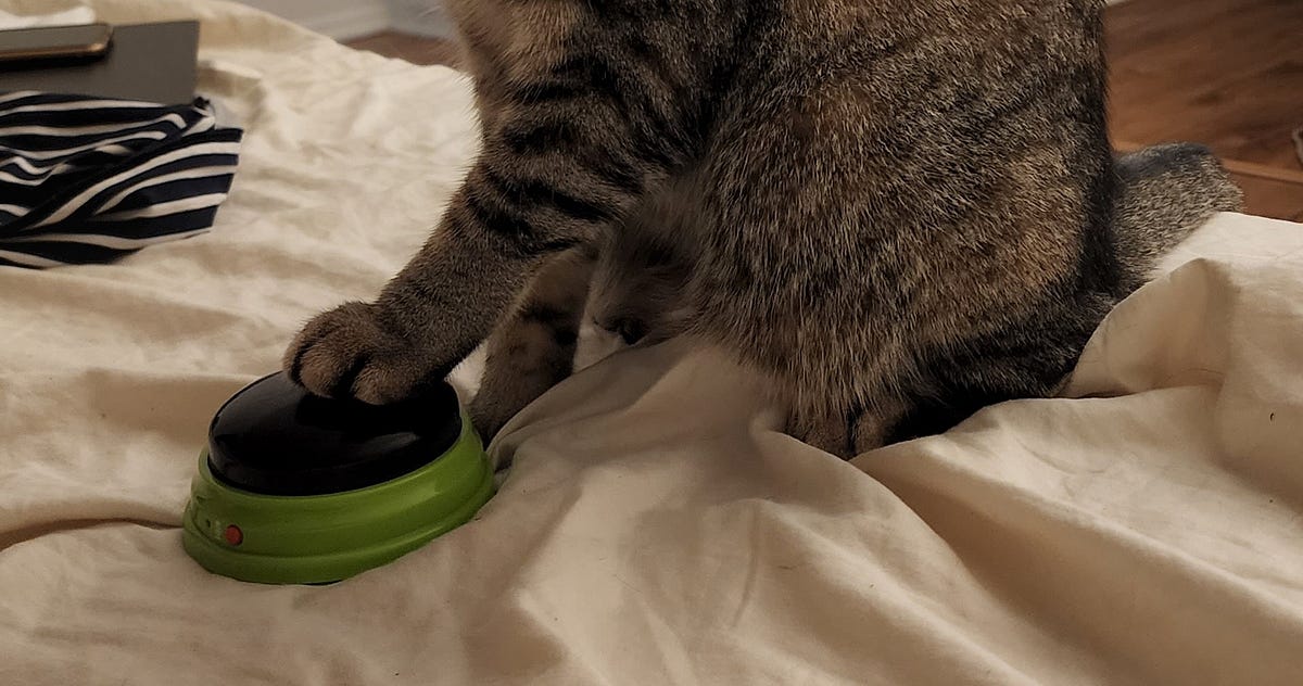 Can I Get My Cat to Talk with Buttons? | by bookcat | Catness | Medium