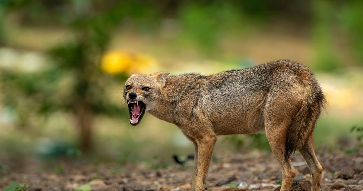 Face to Face with the Rare Indian Jackal | by Rahuldev Rajguru ...