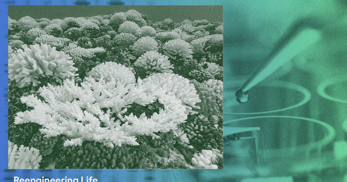 Scientists Are Gene Editing Coral to Help Them Survive Climate Change ...