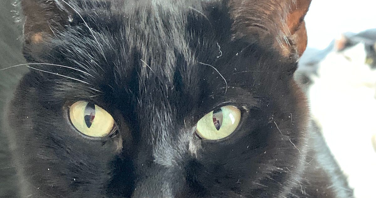 Nicholas Eats Things. The true story of a cat who explores… | by Angela ...