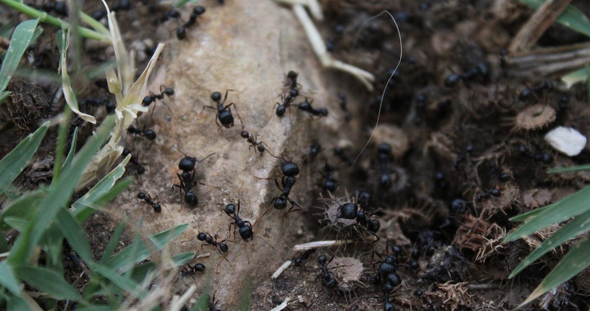 One Ant in an Anthill: MLOps and the EDF ICE Platform | by EDF Data and ...