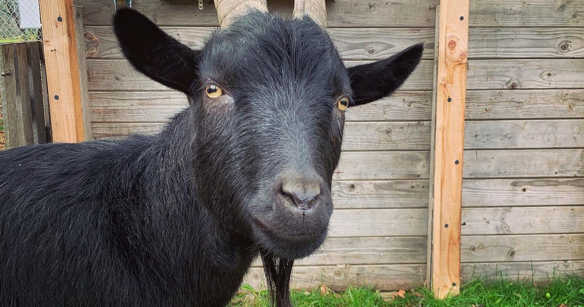 Say Hi to Portland’s Belmont Goats | by Nilina Mason-Campbell | Tenderly