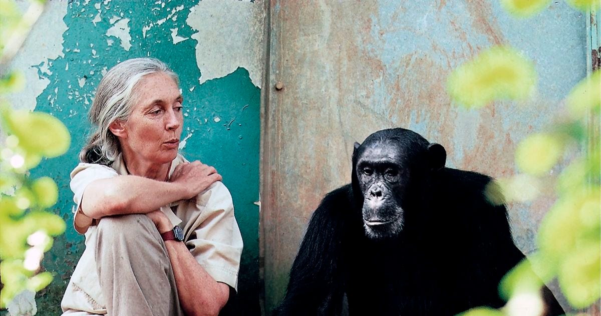 Dr. Jane Goodall, DBE, TED Talk. Visionary primatologist presents her ...