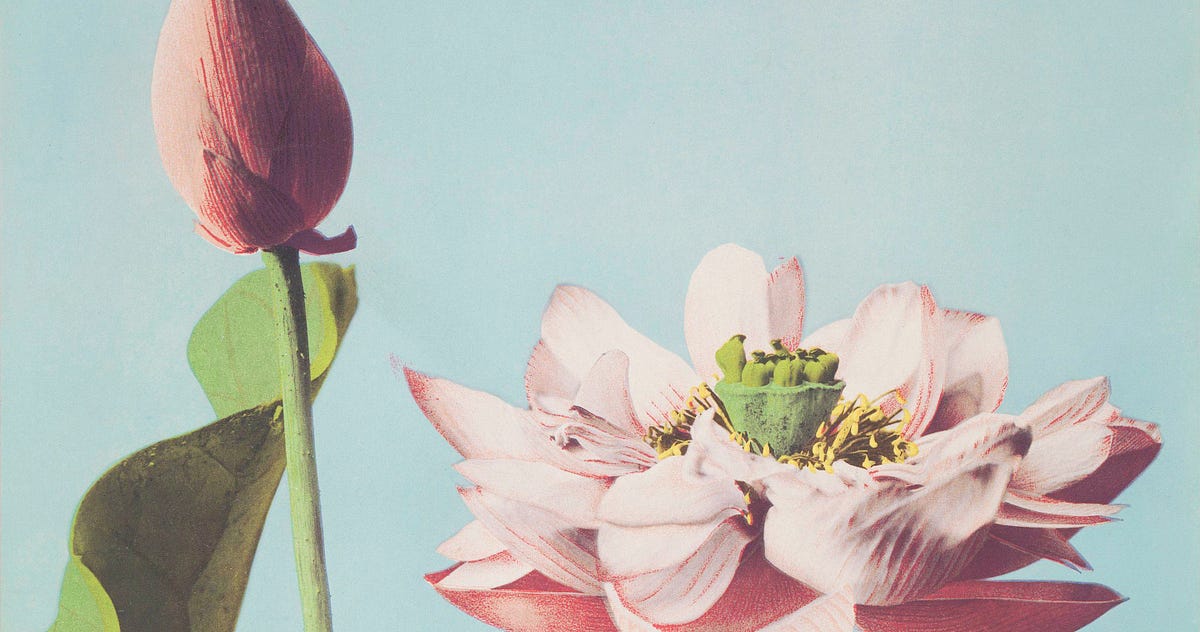 These Images Showcase The Magic Of Hand-Coloring | Tenderly