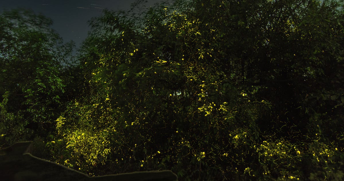 Photographing Fireflies in Pitch Dark Conditions | Full Frame