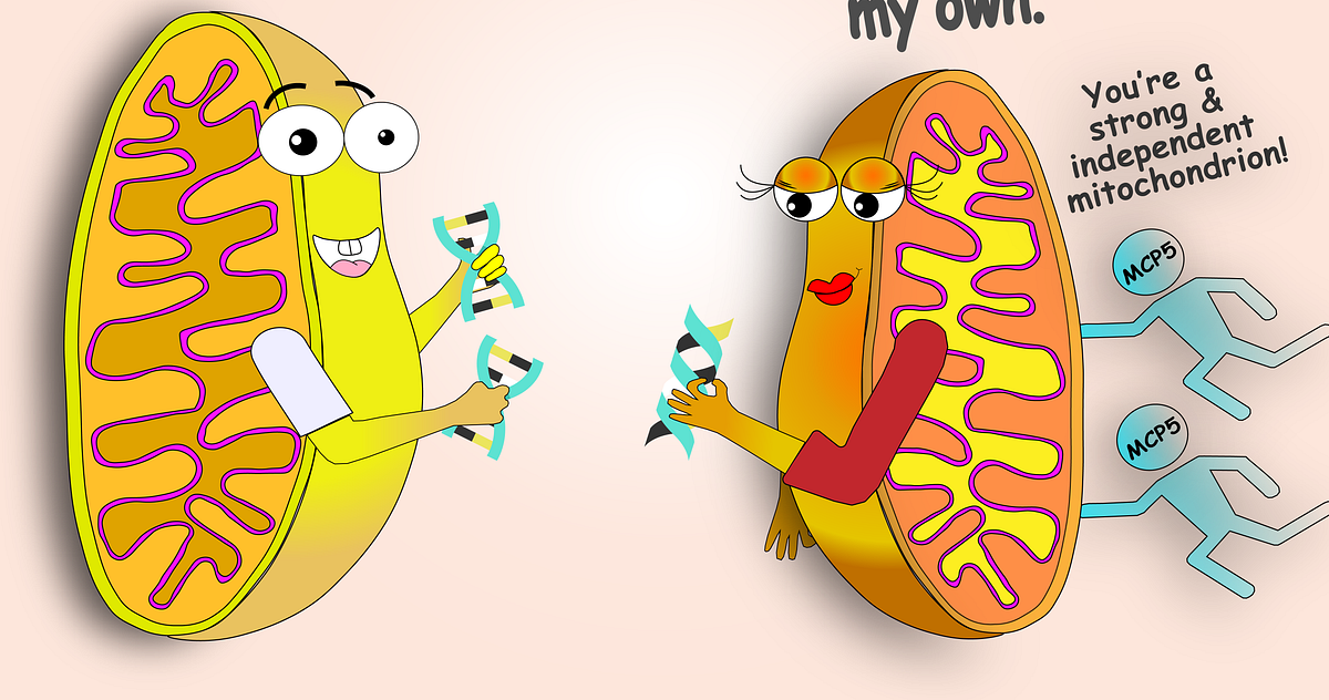 ‘Unique-parental’ inheritance of mitochondria | by Leeba Ann Chacko ...