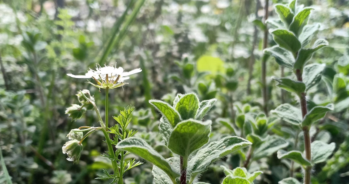 My Garden Scares Me. Even the herbs threaten me with nasty… | by Louise ...
