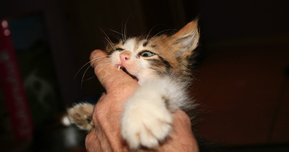 Haikus From Your Cat. Three stanzas, in addition to his other… | by J.A ...