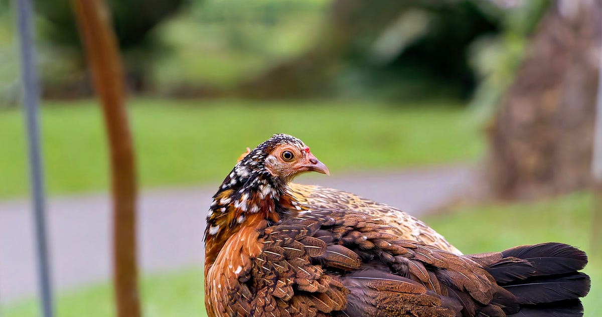 Chicks on the Run, Hens on a Break | by Quiet Frame | Tourist in My Own ...
