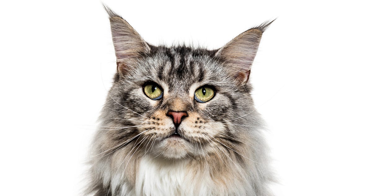 There Is No Such Thing as a $700 Pure Bred Maine Coon Kitten | by Toni ...
