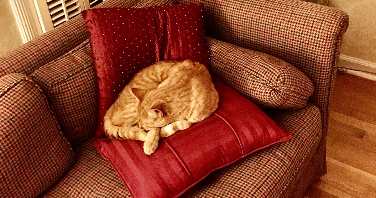 Buddy Cat Was A Free Agent With No Fixed Address | by Deborah Camp ...