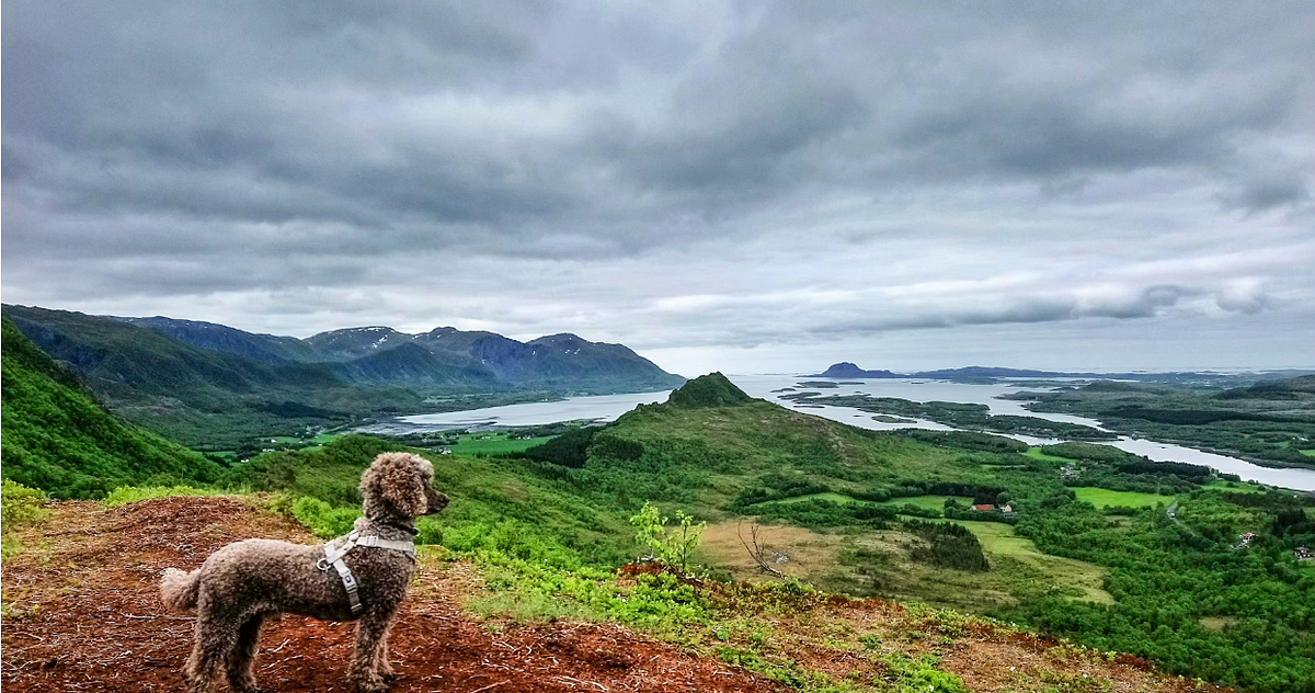 The Falling Dog That Killed 3 People | by Andrew Martin | Medium