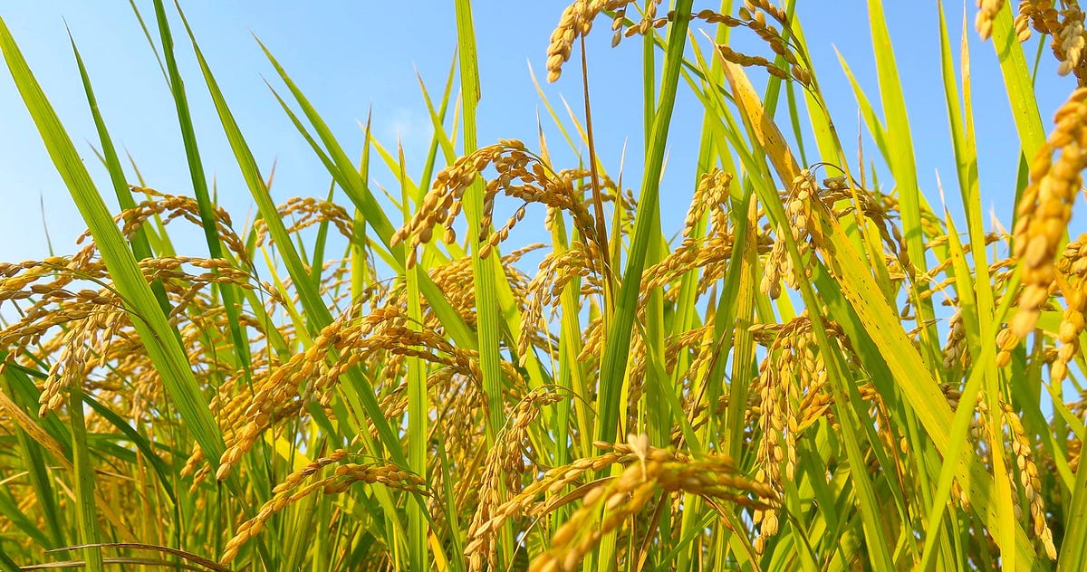 The Riper the Rice, the More Deeply it Bows | by Diane Neill Tincher ...