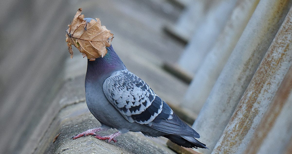 27 Photos of Nature’s Most Sublimely Impressive Goofs | by Jack ...