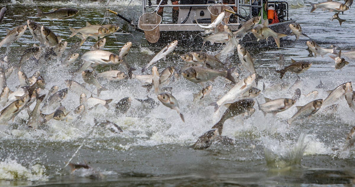 A Huge Underwater Electric Fence Is the Great Lakes’ Big Hope Against a ...