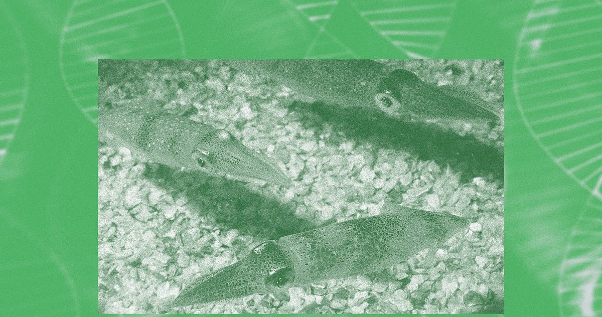 The First Gene-Edited Squid in History Is a Biological Breakthrough ...