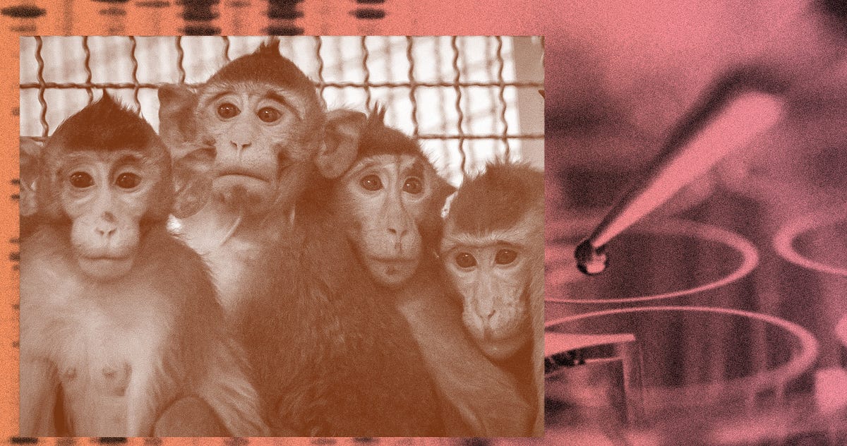 To Find a Cure for HIV, Scientists Are Gene Editing Monkey Embryos | by ...