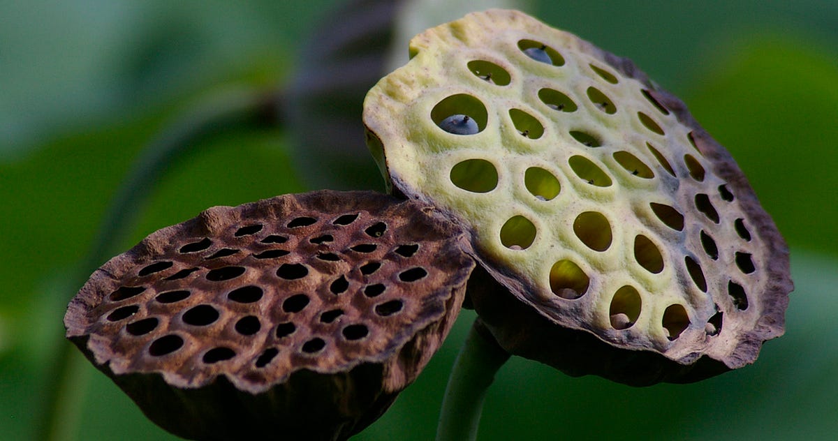 Trypophobia Is A Fear Of Holes & You Probably Have It | by Alyssa ...