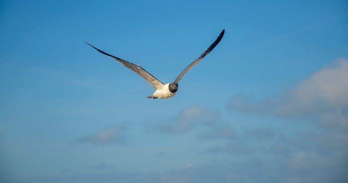 TAKING FLIGHT WITH FAITH. “If you have a dream, don’t just sit… | by ...