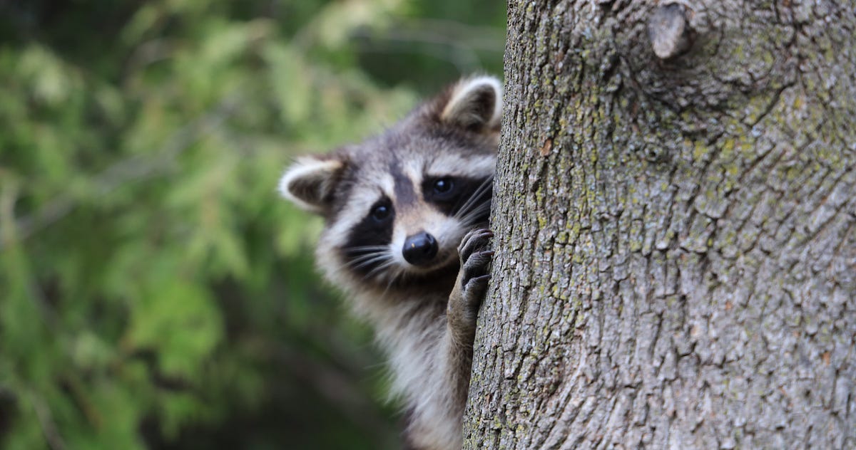 How To Use Extract in TypeScript. Finding the right raccoon food: how ...