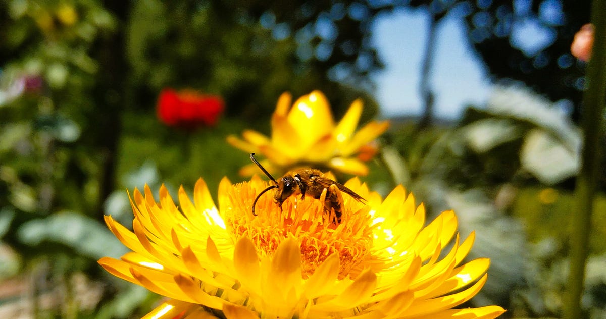 The Heartbreaking Sour Plight of the Last Honey Bees | by Rui Alves ...
