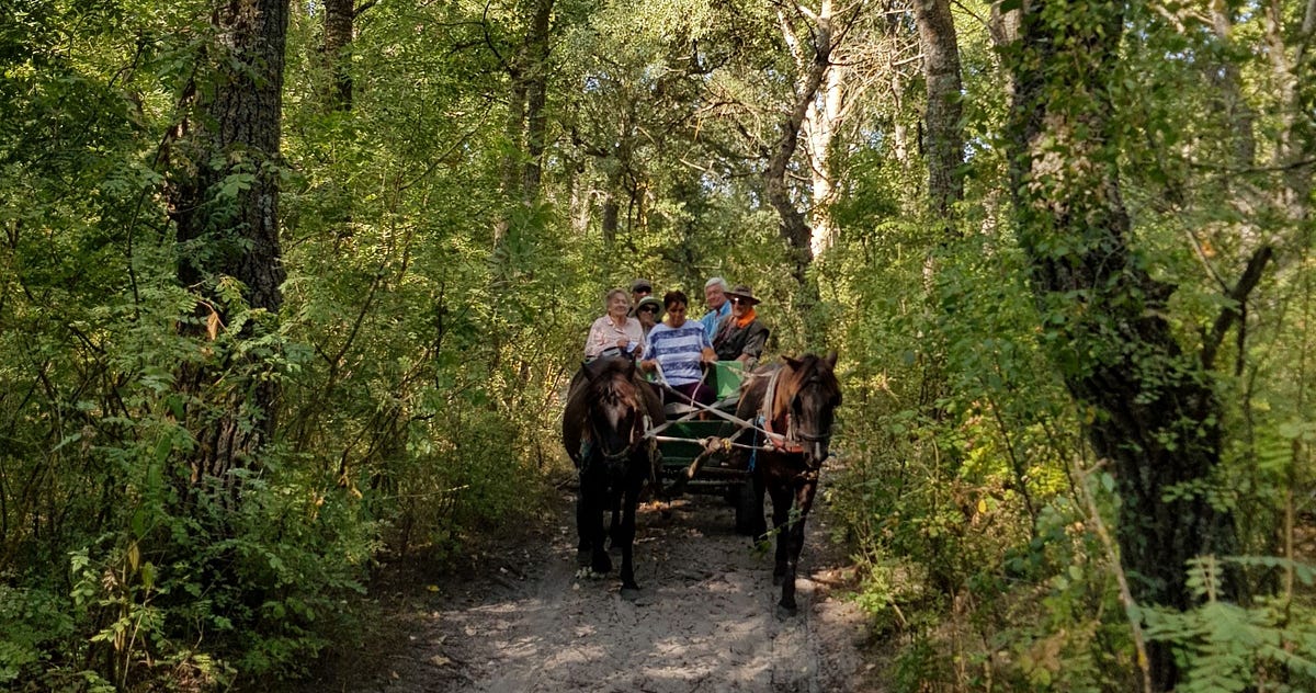 The Forest of Letea: A Subtropical Paradise on the Danube | by Bronwen ...