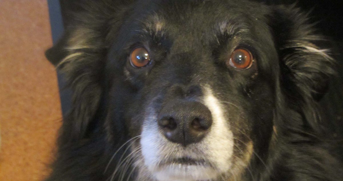 Sharing the Dogs’ Bone. When I was a baby, we had two dogs… | by Louise ...