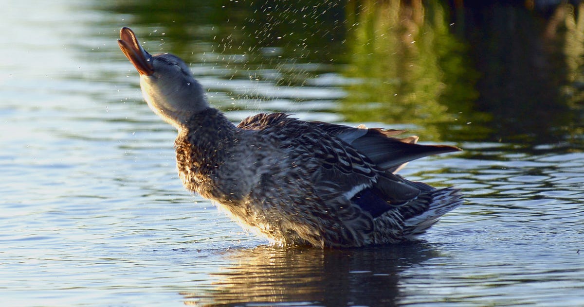 The Reason I Want to Be a Duck. Being a duck would make life a hell of ...