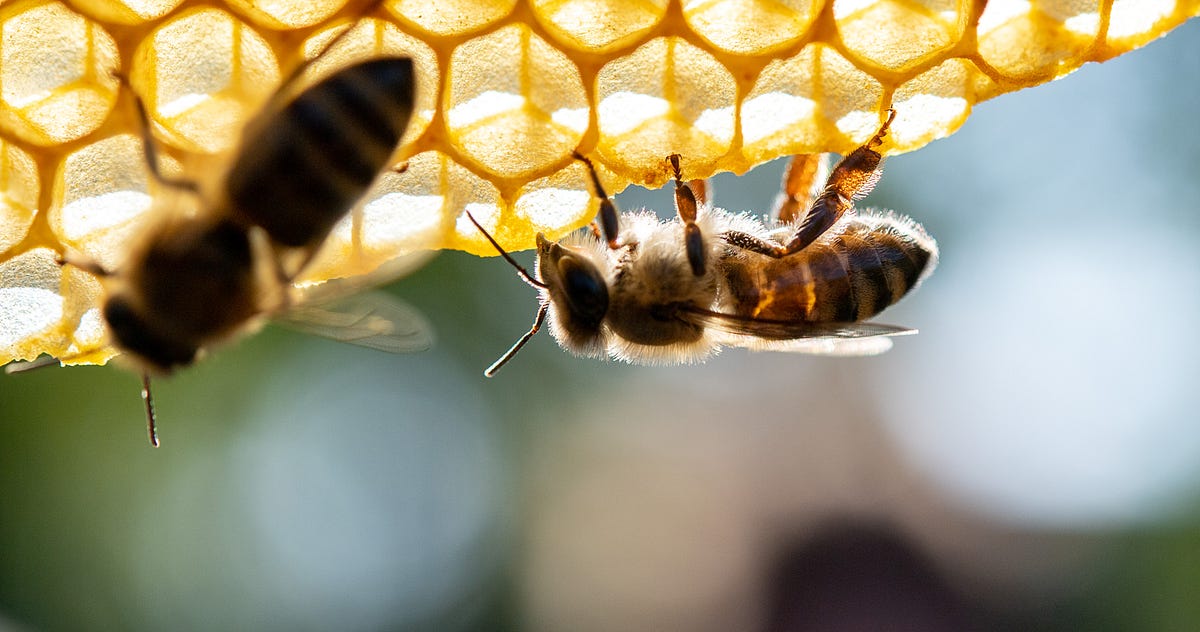Bee-Friendly Companies Are Getting the Science of the Crisis Completely ...