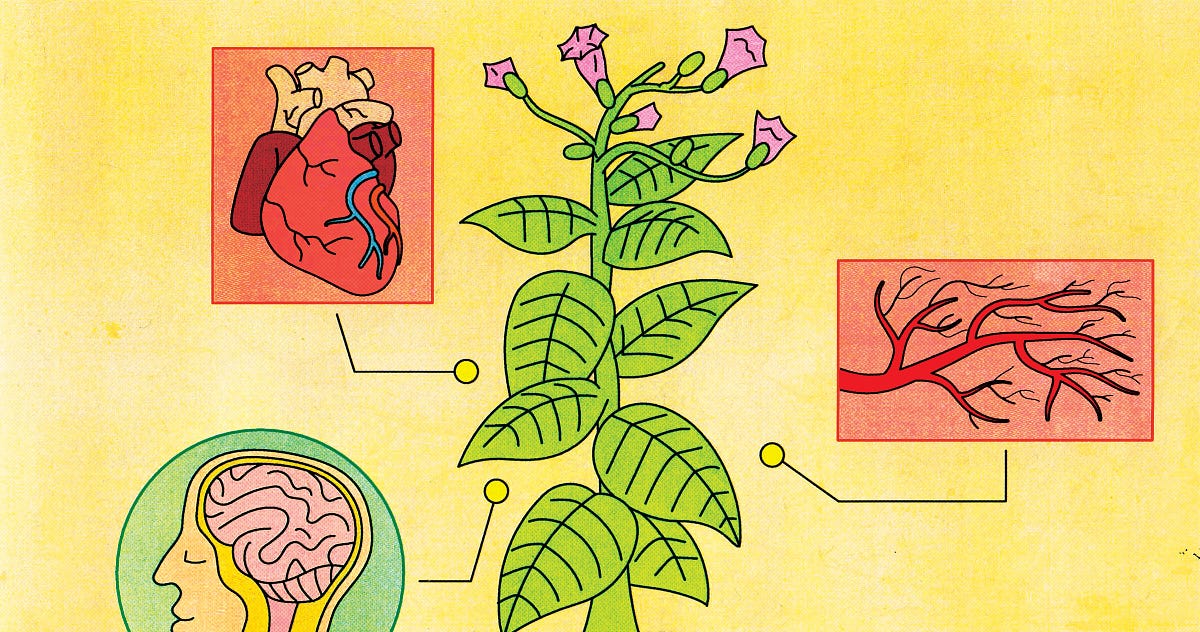 Here’s How Nicotine Affects Your Brain | by Dana G Smith | Elemental