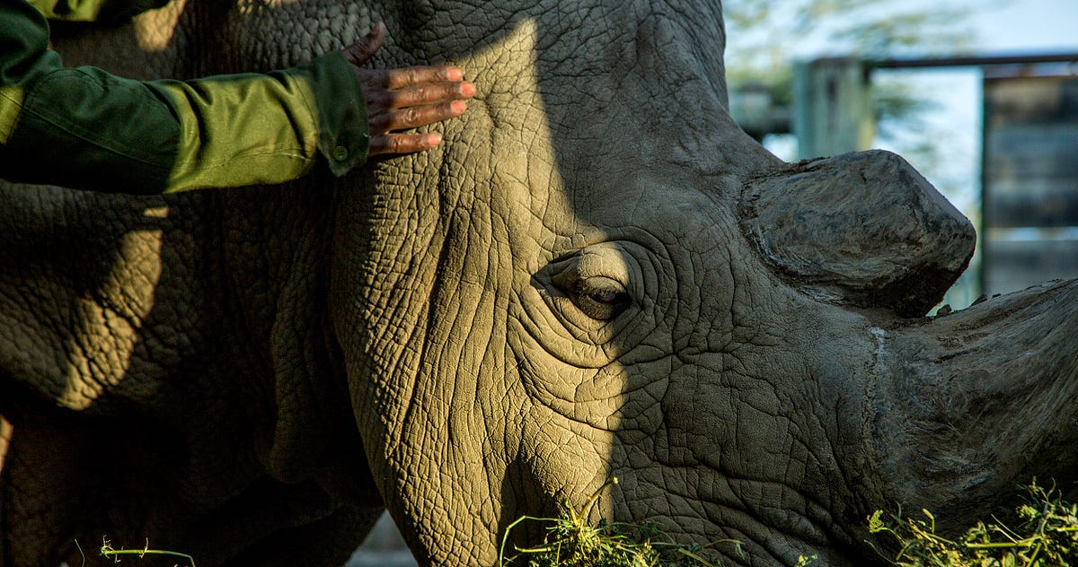 Sudan the Rhino Is Dead. But His Sperm Could Save the Species | by The ...