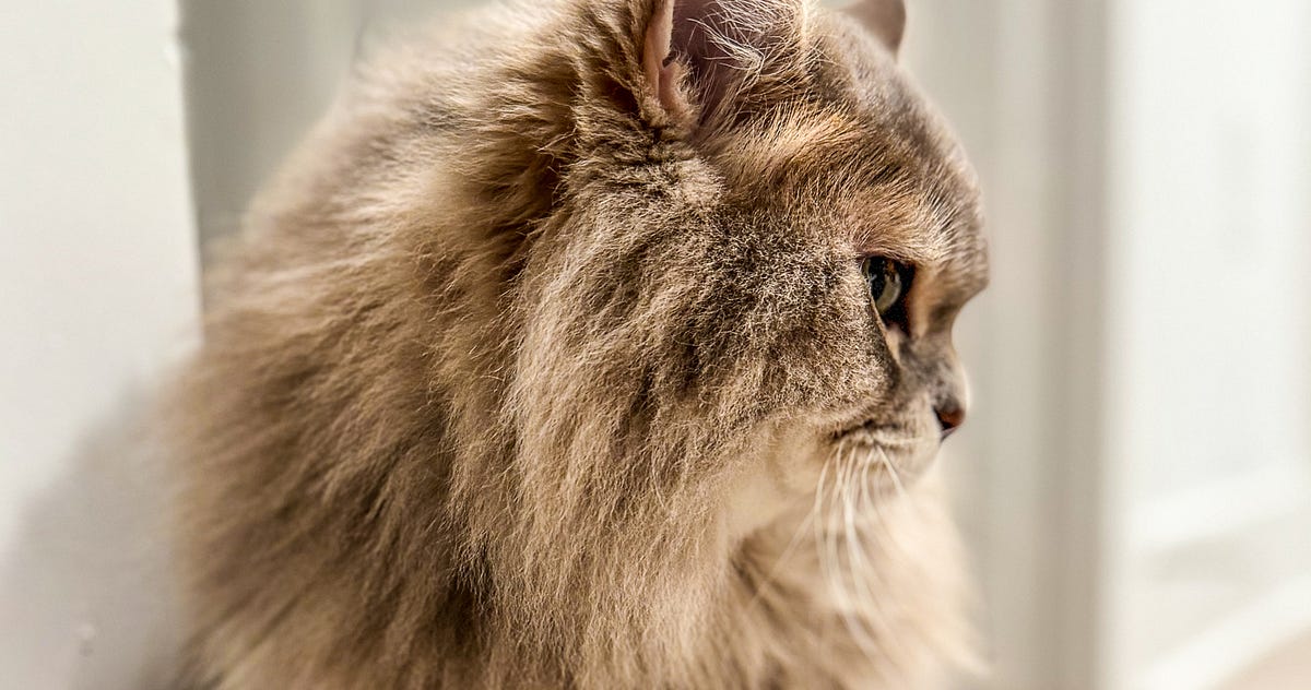 Muffin, Cat in Crisis. Gratitude for skilled veterinary care | by Randy ...