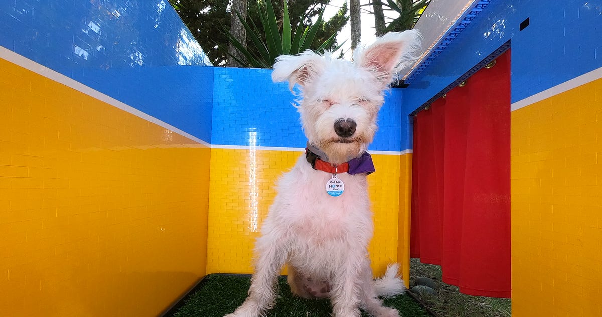 You’re Gonna Want to See This Homemade Dog Selfie Booth | by Summer ...