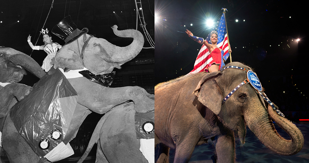 A Eulogy For The ‘Greatest Show On Earth’ | by Darleen Lev | Dose | Medium