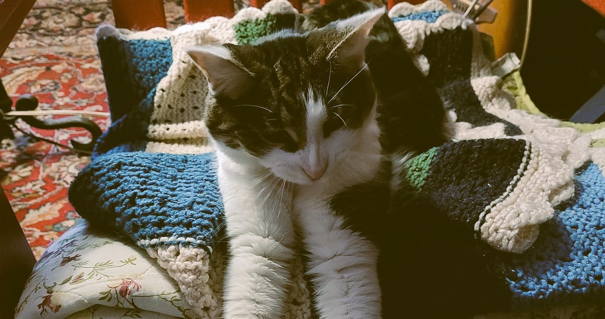 How To Use Your Claws #4. I asked Eevee | by Gary Chapin | Catness | Medium