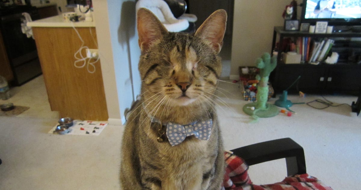 Five Things That Scare My Cats. When my furry friends are scaredy cats ...