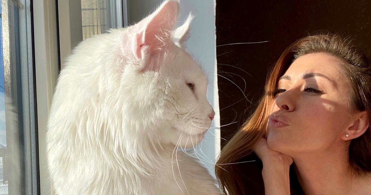 Hey, Let’s Look at Some Pictures of a Preposterously Large Cat | by ...