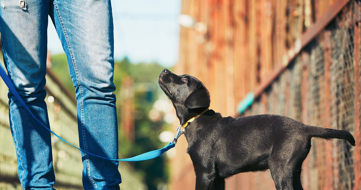 This Site Matches You With The Perfect Rescue Dog | by Hannah ...