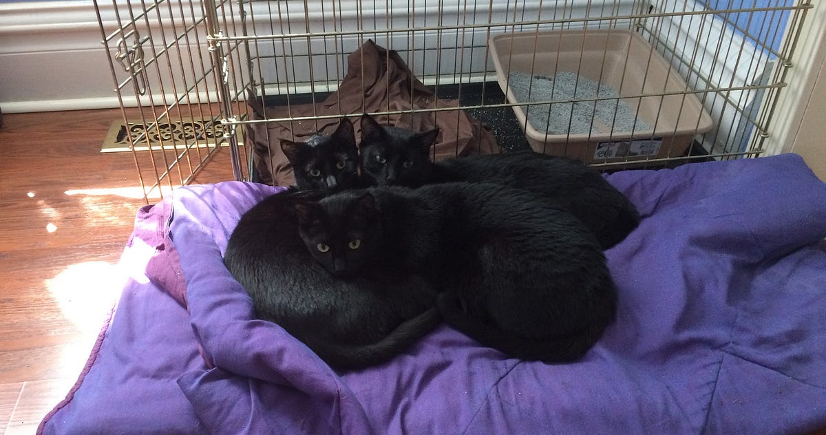 On Cats: Our Two Brothers are a Special Kind of Special | by Matthew ...