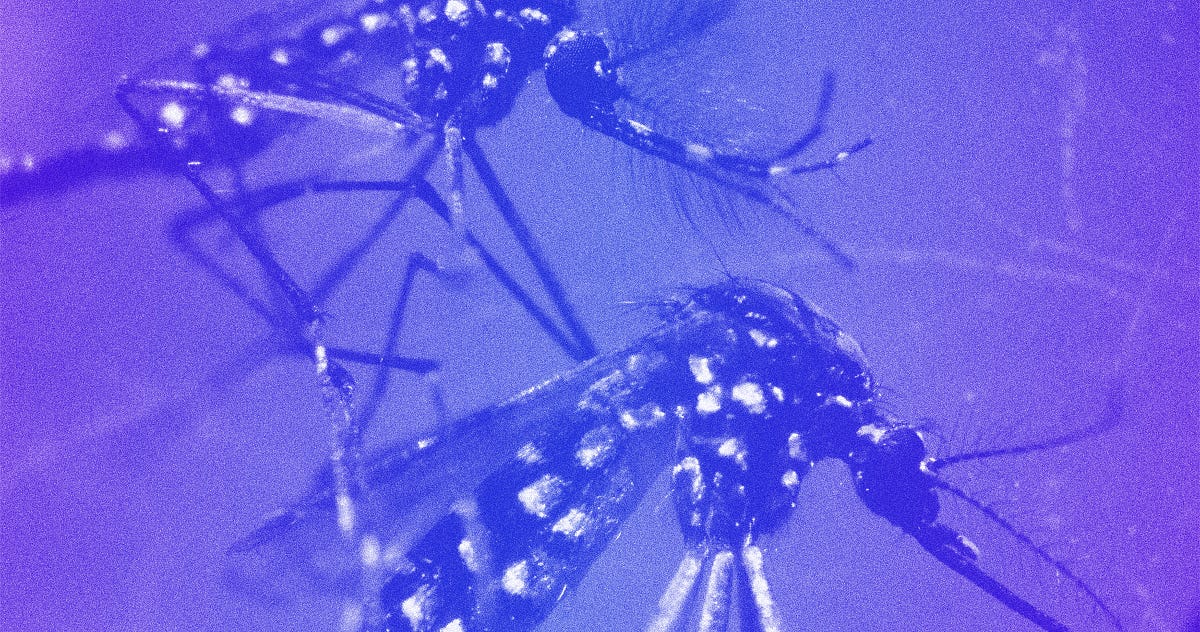 Genetically Engineered Mosquitoes Could Soon Be Unleashed in the U.S ...