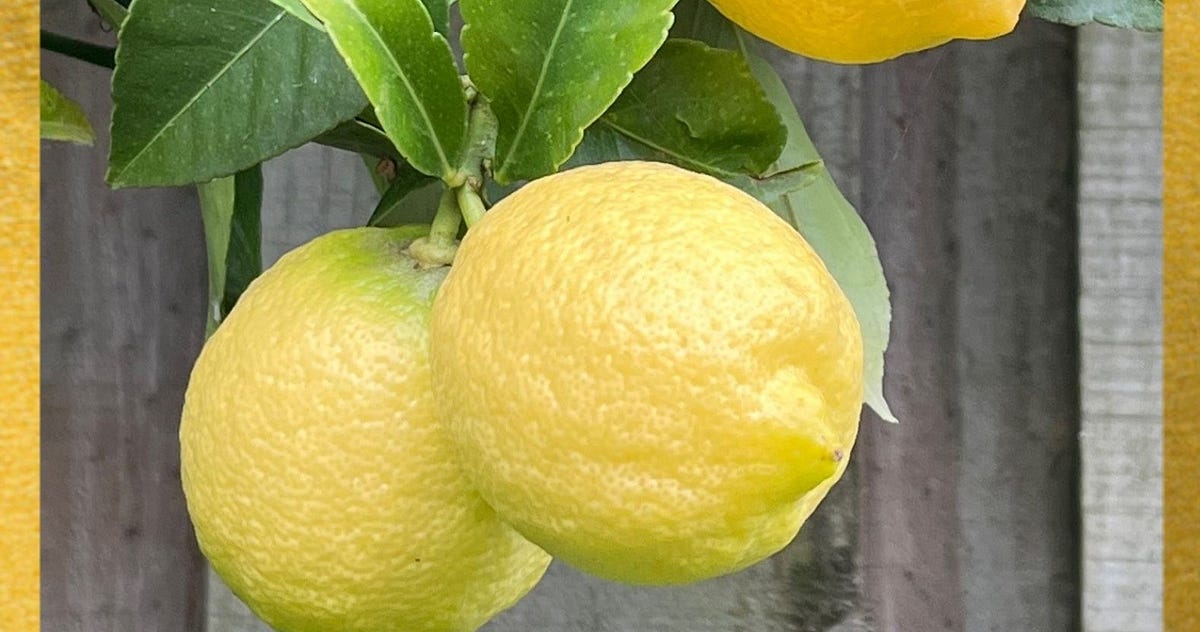 Lemon 🍋 - an acrostic American cinquain | Paper Poetry