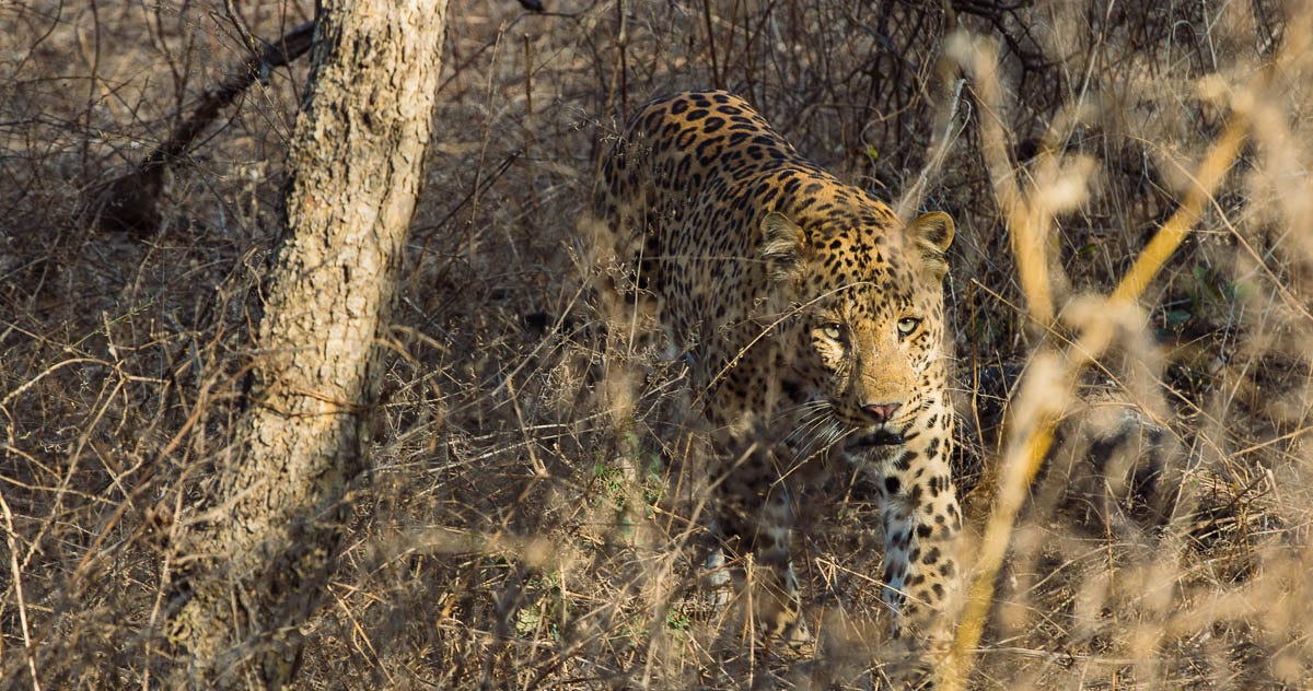 Face to Face with a Leopard. Patience, persistence, and the leopard ...