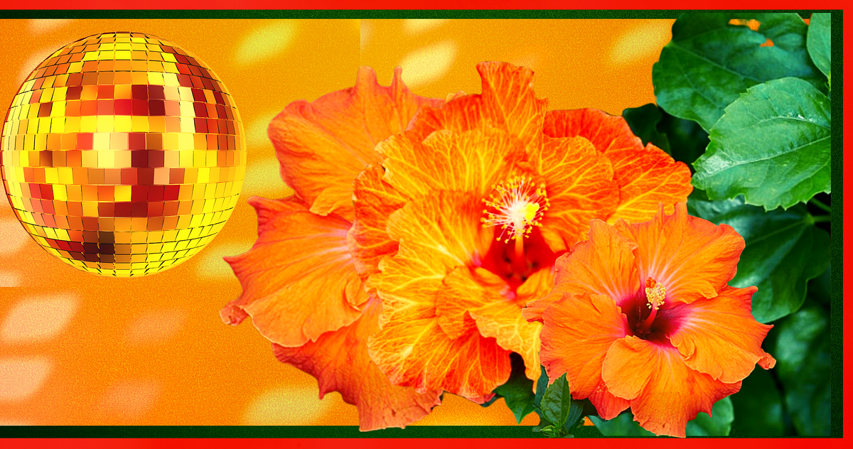 Disco Diva Hibiscus. Dancing Queen | by Susannah MacKinnie ...