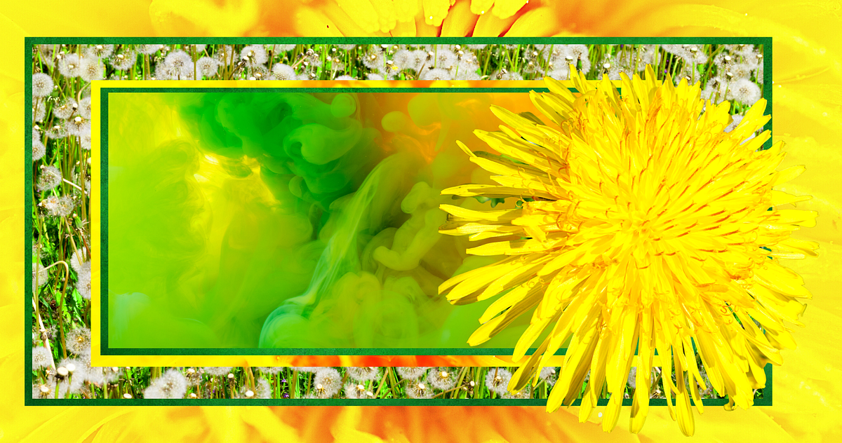 The Dandelion’s Departure. Riding the wind | by Susannah MacKinnie ...