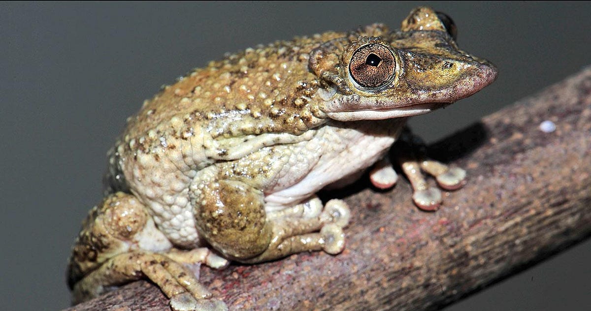 These Frogs Want to Hurt You. In a Very Unique Way | by Luke Hollomon ...