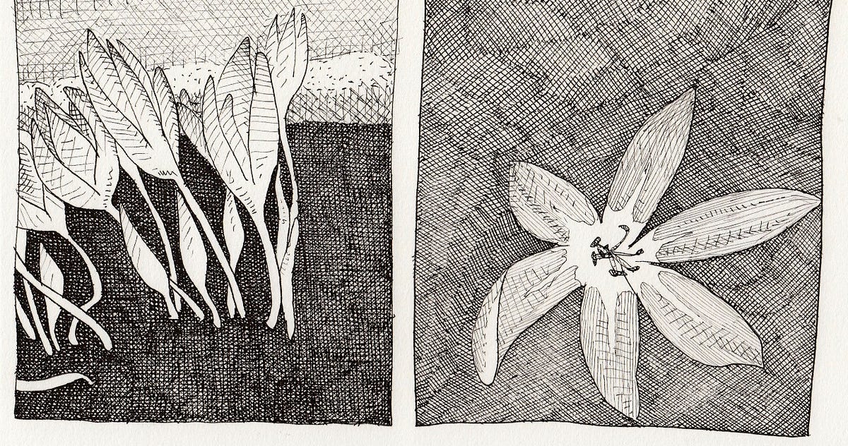 The Strangeness of the Colchicum. Tracing the history of the autumn ...