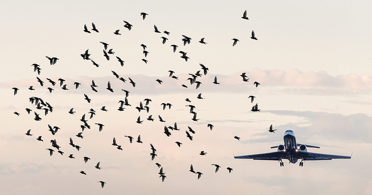 Going to the Birds to Prevent Hazardous Strikes | by FAA Safety ...
