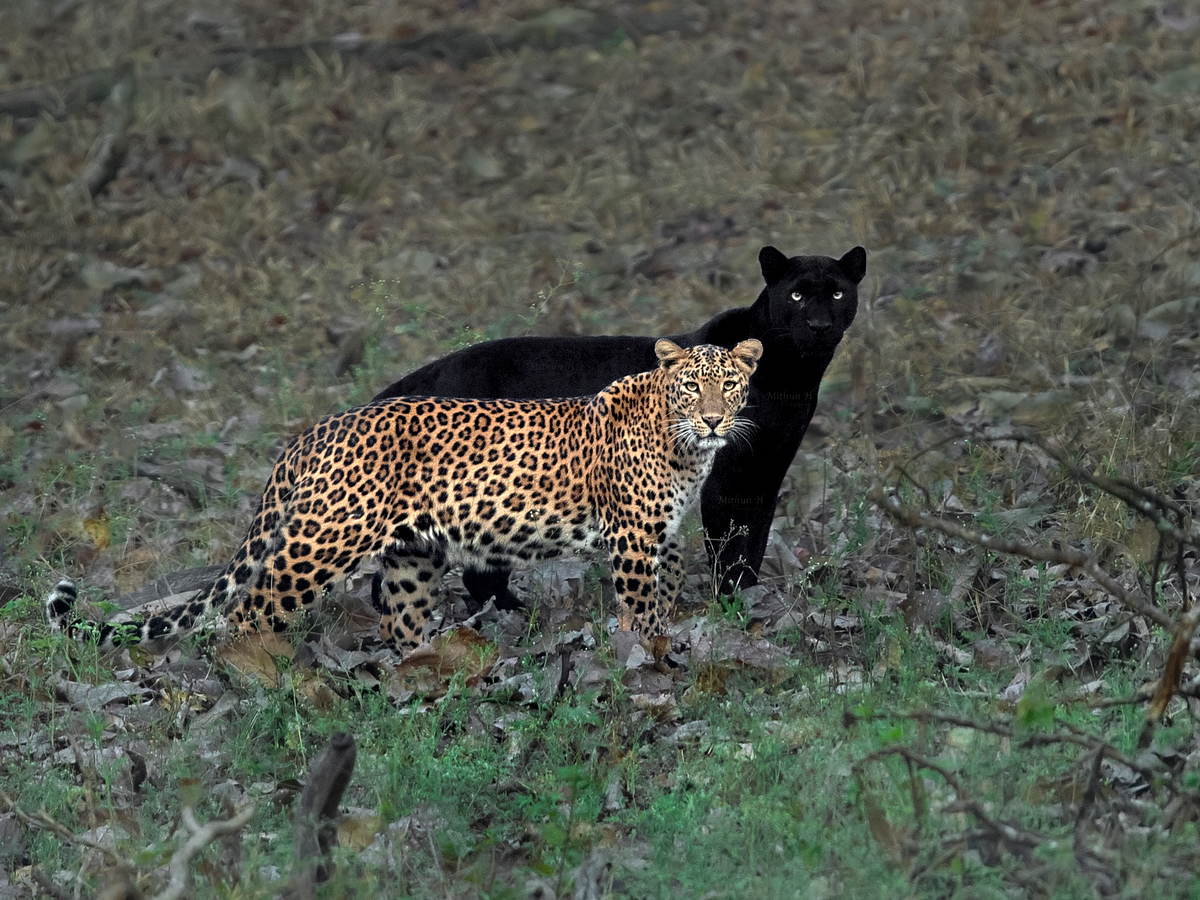 Leopard And Jaguar Mating