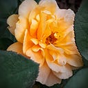 Pyplot.add_axes( ) in Matplotlib; A Challenging Encounter. | by Hanzala Ahmed | Medium